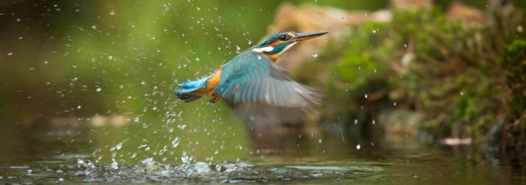 PATIENT PAPERWORK – – dr. nischita merla